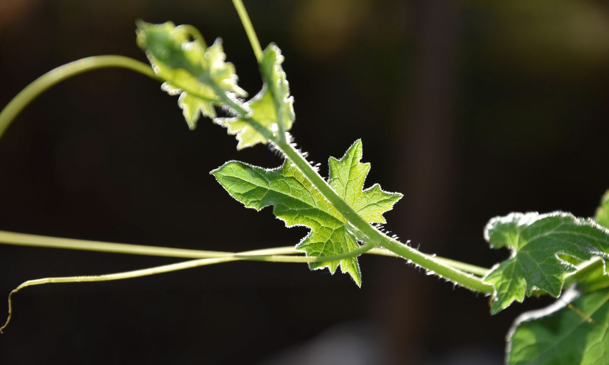 DEUX COURONNES - Frontline-Studio